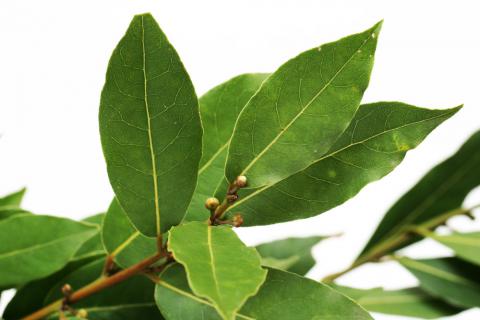 Plantas Medicinales: Laurel - Chamanismo