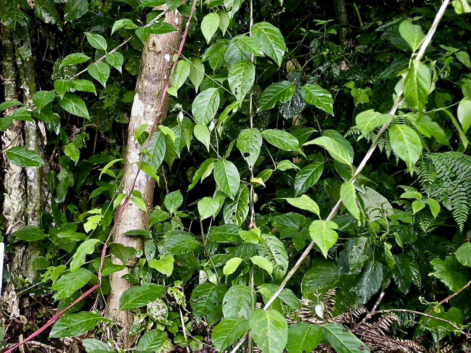 Nombre científico de la Ayahuasca: Banisteriopsis caapi - Espiritualidad