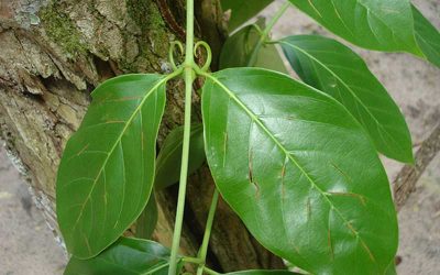 Plantas Medicinales de la Selva de Perú - Espiritualidad