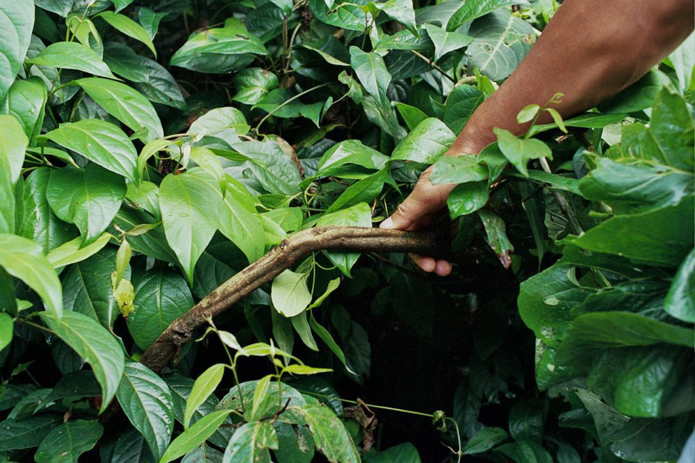 La Ayahuasca nos enseña lo que tenga que enseñarnos - Espiritualidad